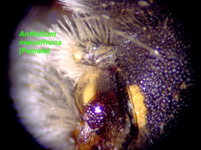 Anthidium