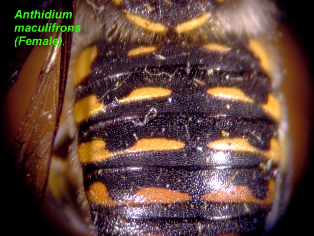Anthidium