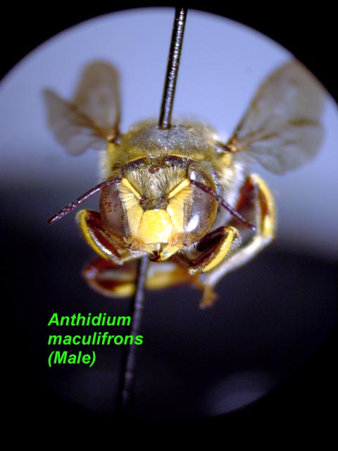 Anthidium