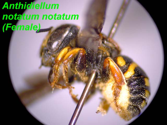 Anthidiellum