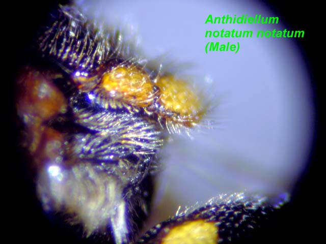 Anthidiellum