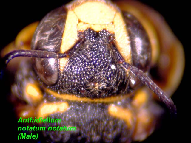 Anthidiellum