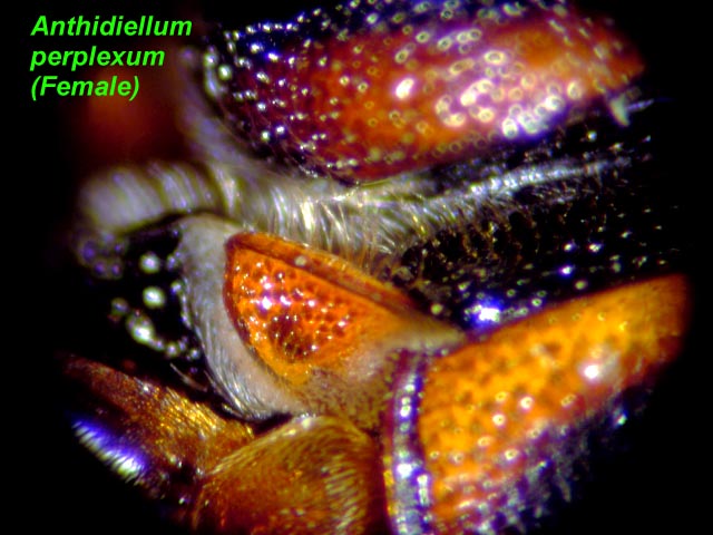 Anthidiellum