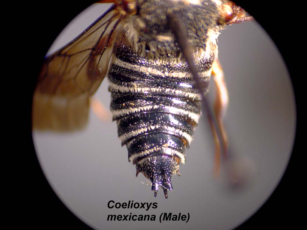 Coelioxys
