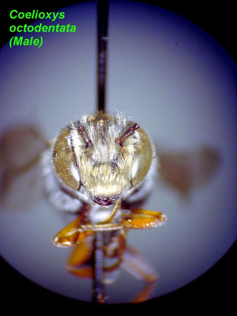 Boreocoelioxys