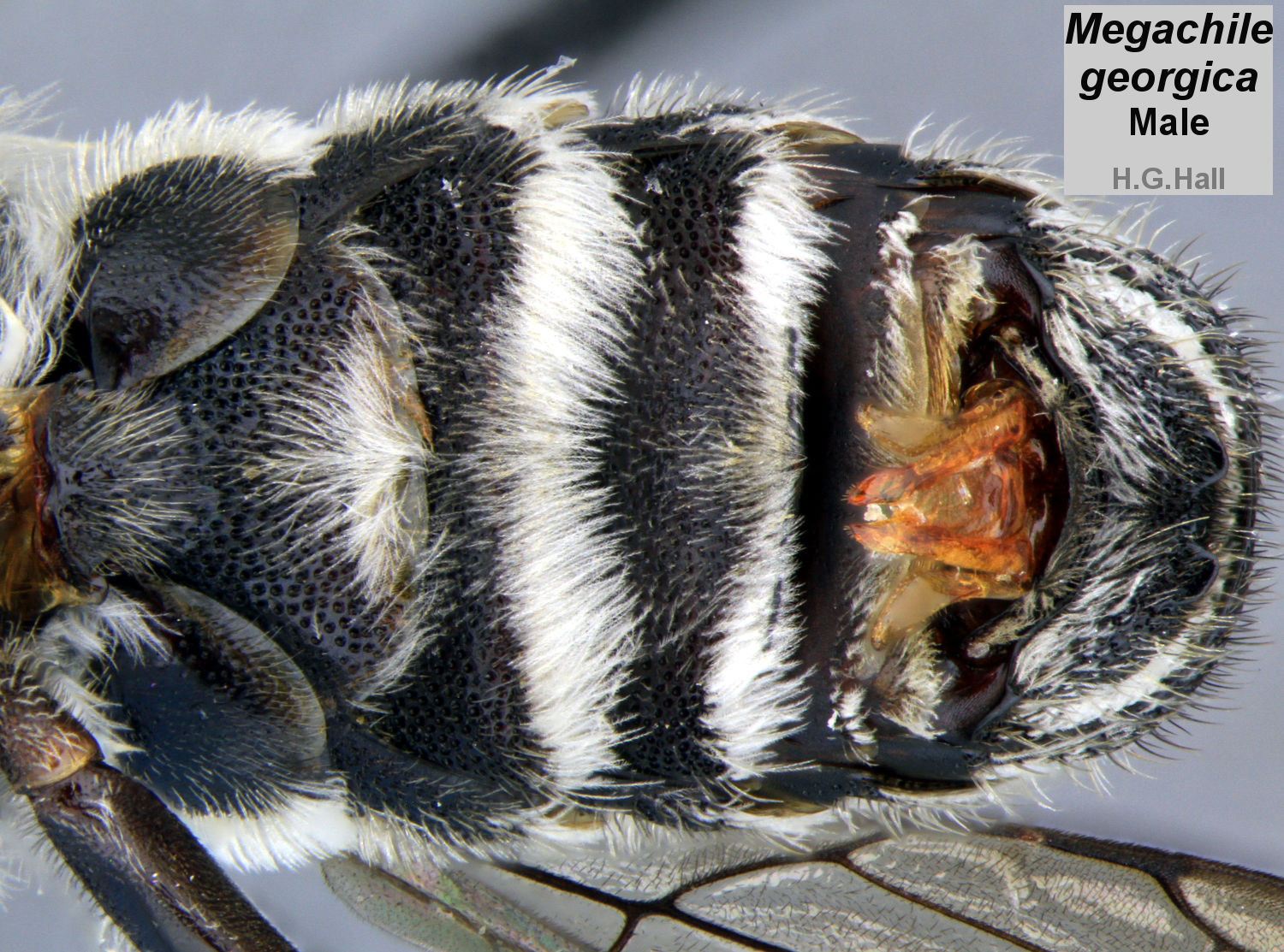 Megachile