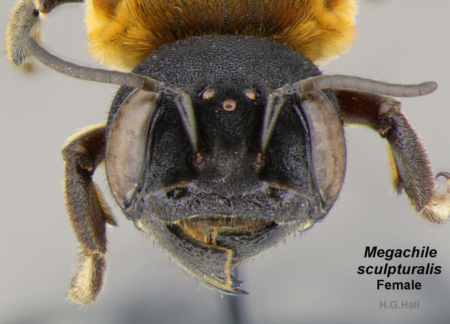 Callomegachile
