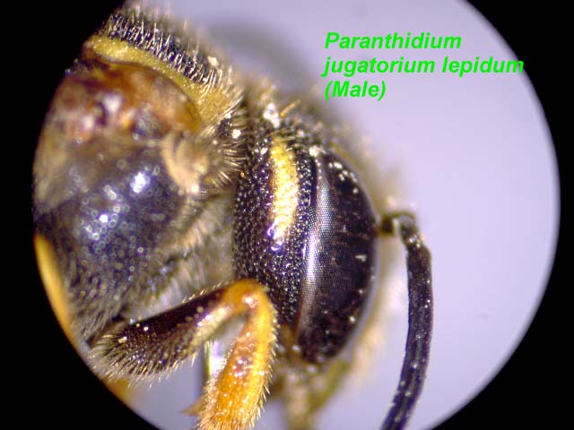 Paranthidium