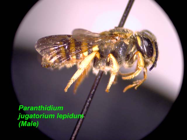 Paranthidium