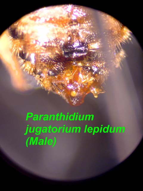 Paranthidium