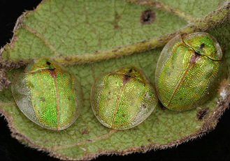 September 2021-Entomology and Nematology News