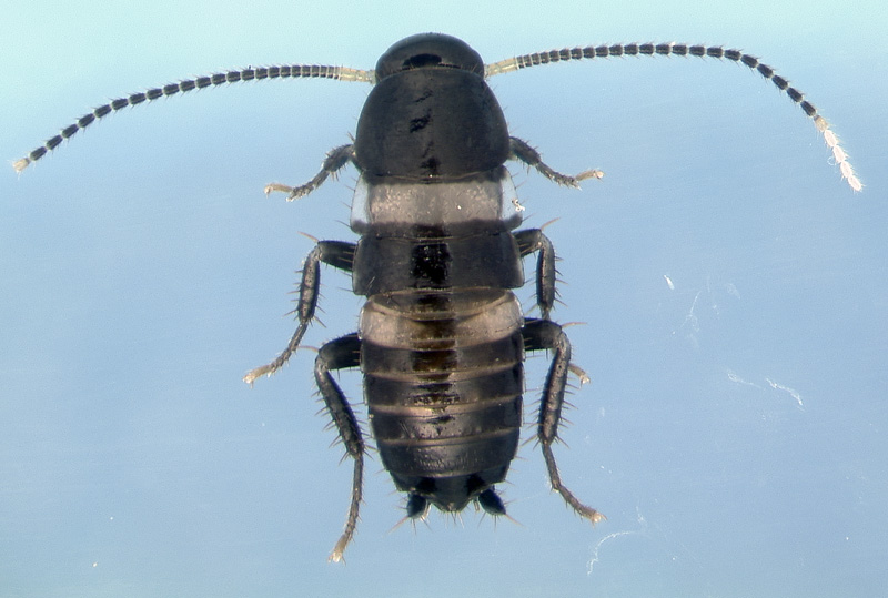 UF/IFAS Cockroach Photographs CD-ROM