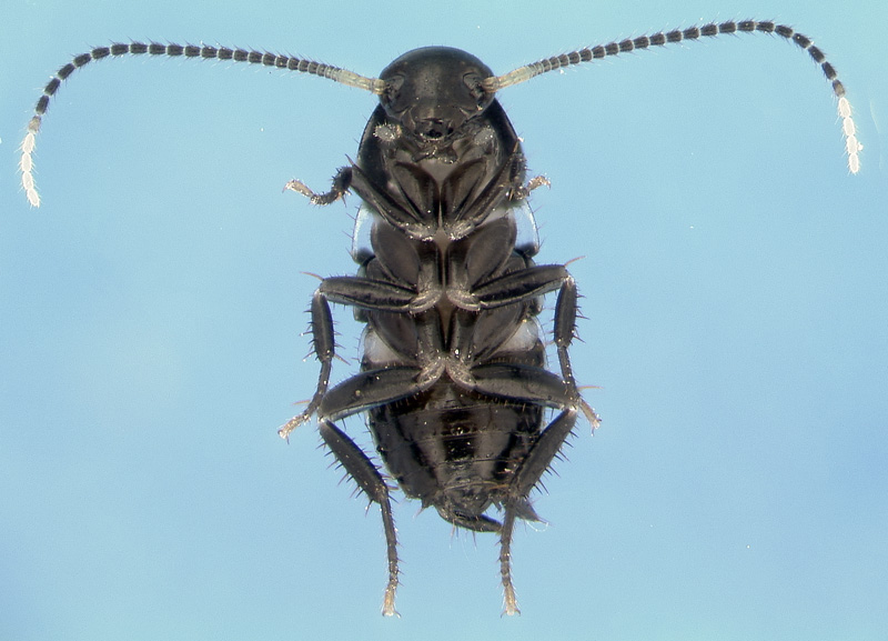 UF/IFAS Cockroach Photographs CD-ROM