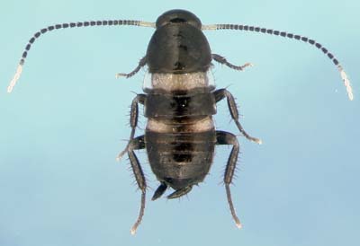 UF/IFAS Cockroach Photographs CD-ROM